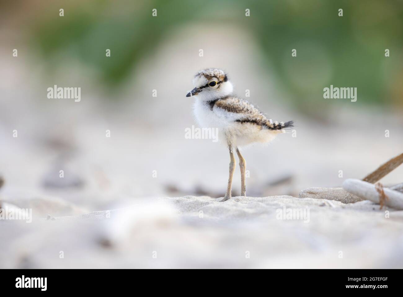 Little ringed plover chick on the beach, shorebirds Stock Photo - Alamy