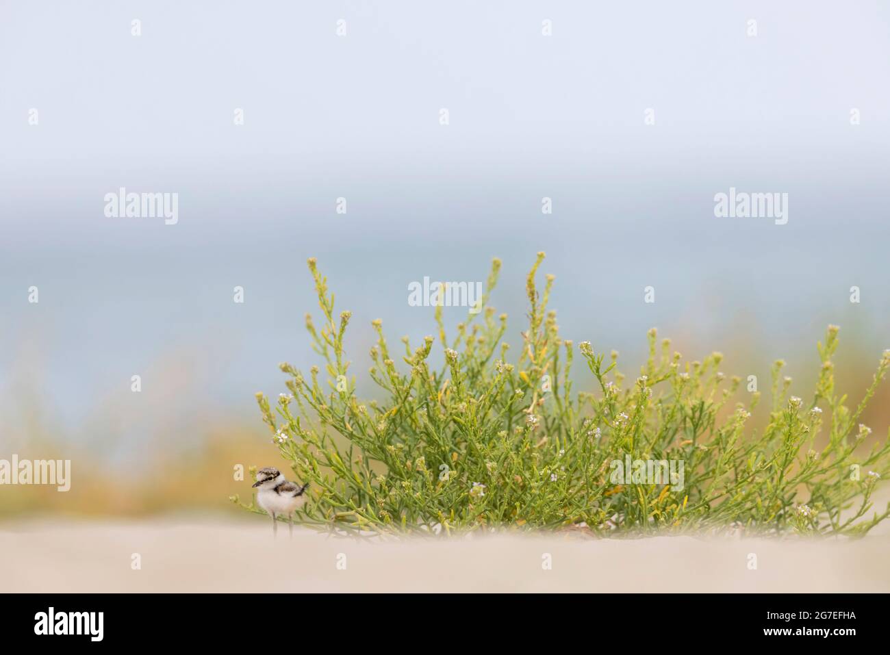 Little ringed plover chick on the beach, shorebirds Stock Photo - Alamy