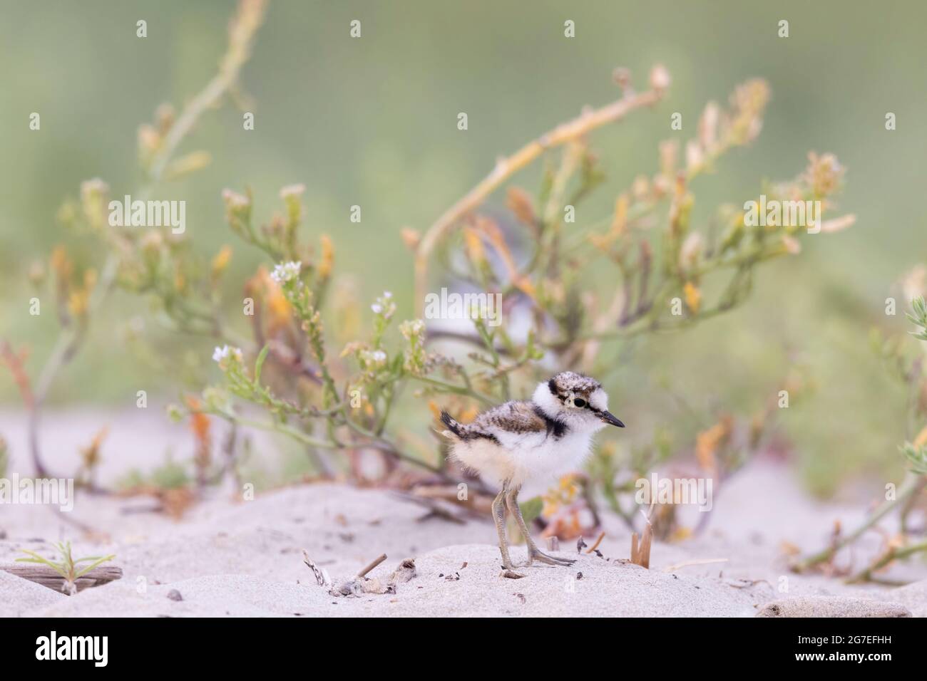 Little ringed plover chick on the beach, shorebirds Stock Photo - Alamy