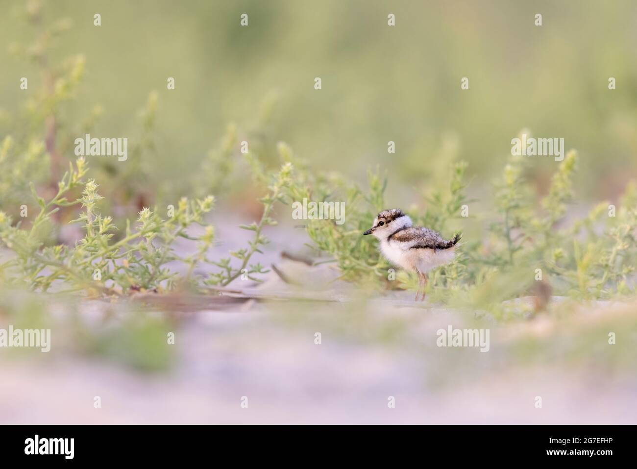 Little ringed plover chick on the beach, shorebirds Stock Photo - Alamy