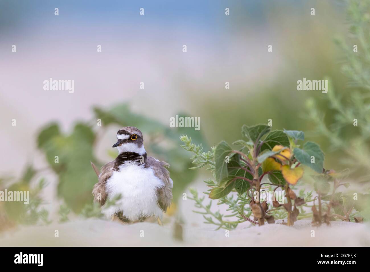 Little ringed plover chick on the beach, shorebirds Stock Photo - Alamy