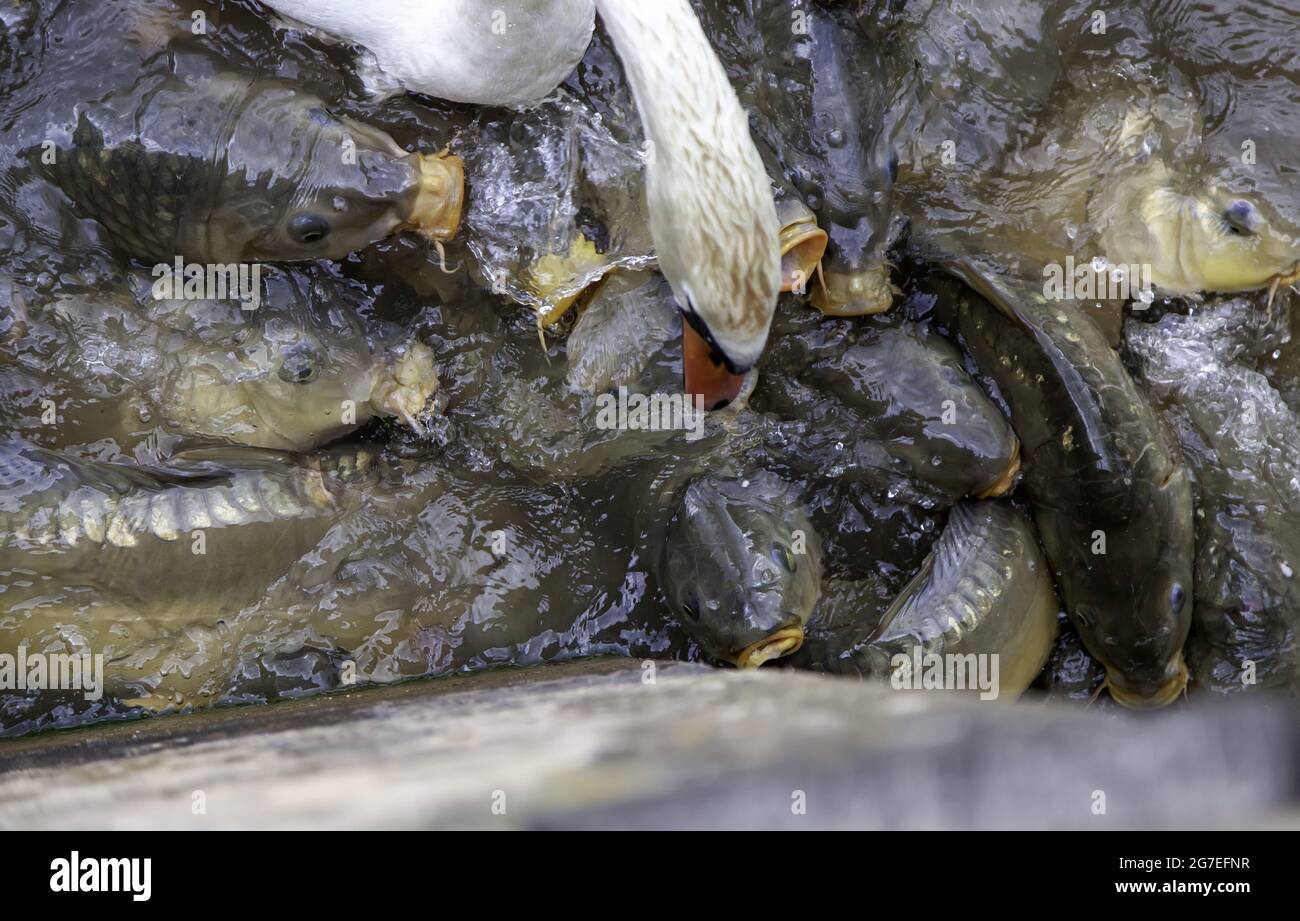 Goose with carp fish in natural lake, animals and amphibians Stock ...