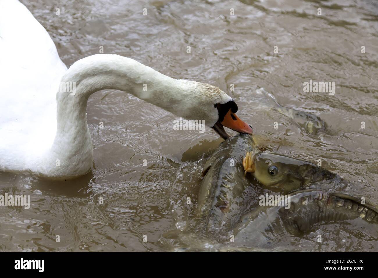 Goose with carp fish in natural lake, animals and amphibians Stock ...