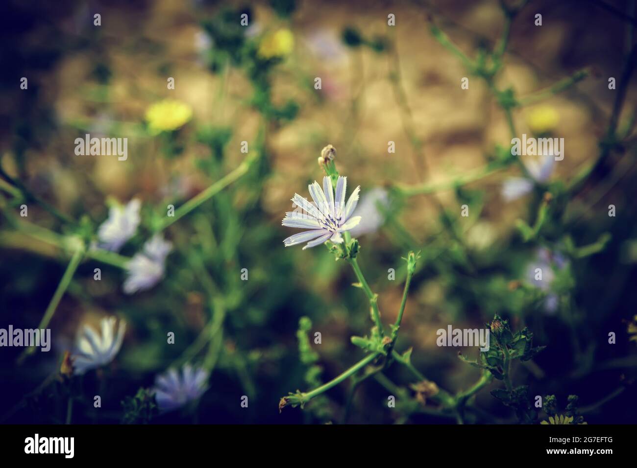 Detail of wild colored flowers in the field, nature and freedom Stock ...