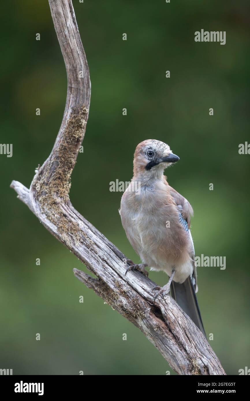 European Jay Garrulus glandarius sitting on a branch Stock Photo - Alamy