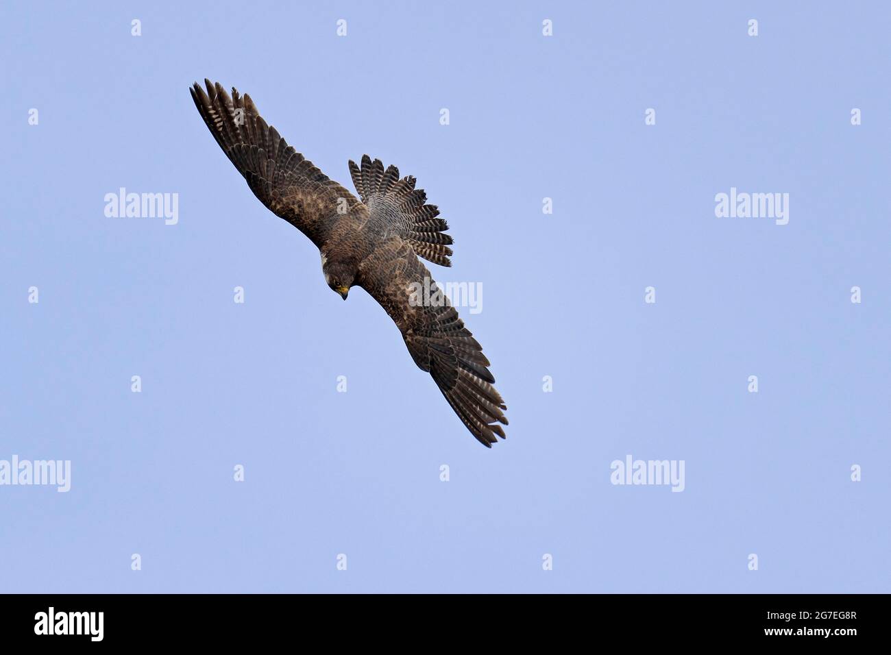 Peregrine falcon peregrine falcon bird of prey flight fly flying hi-res ...