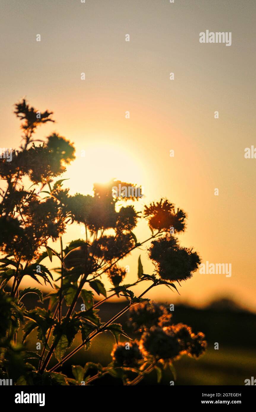 Sun rising under tree hi-res stock photography and images - Alamy