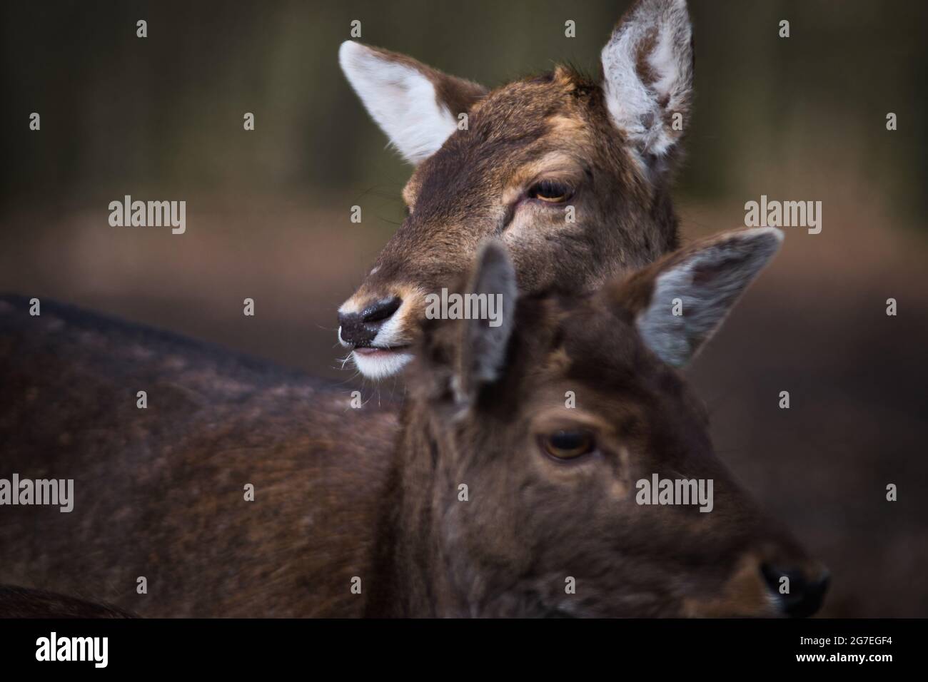 Deers hugging hi-res stock photography and images - Alamy