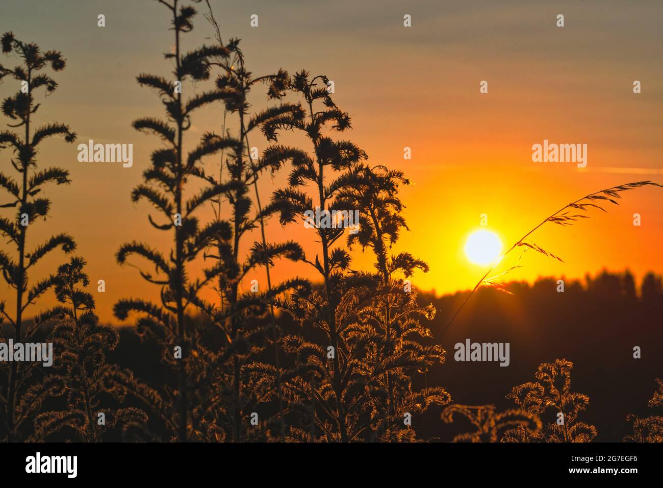 Selective of a bush silhouette under the rising sun in the early ...