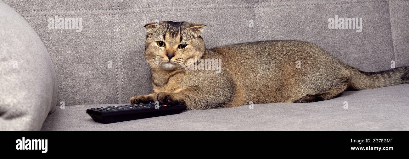 Beautiful scottish fold cat on the couch with tv remote control Stock ...