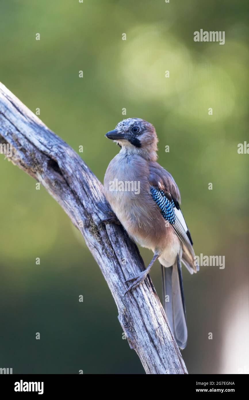 European Jay Garrulus glandarius sitting on a branch Stock Photo - Alamy