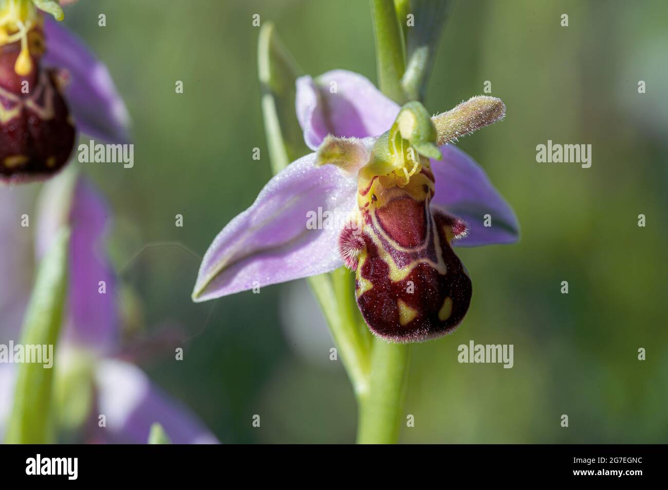 Ophrys apifera, bee orchid wildflower Stock Photo - Alamy