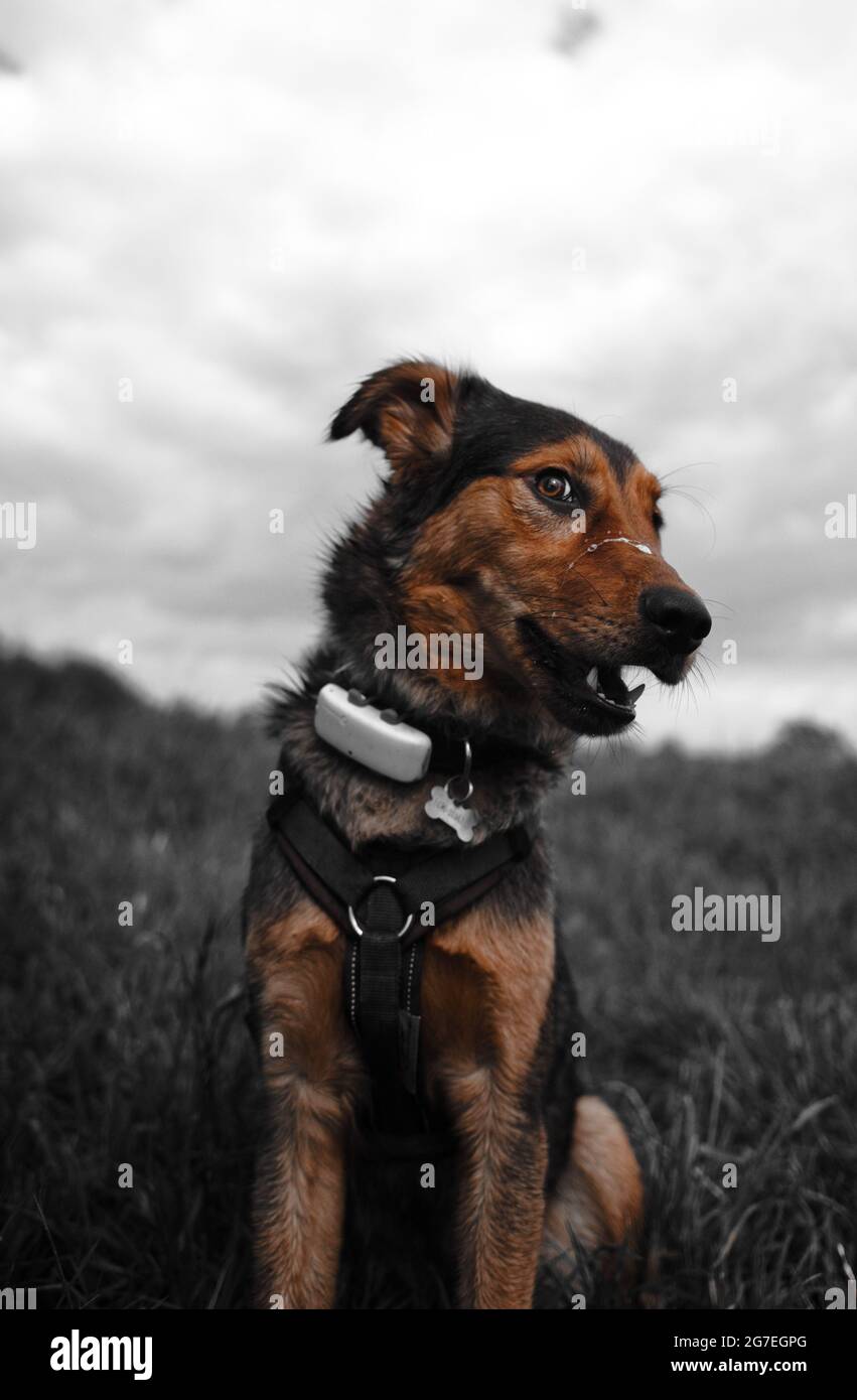 Black and white with color pop hi-res stock photography and images - Alamy