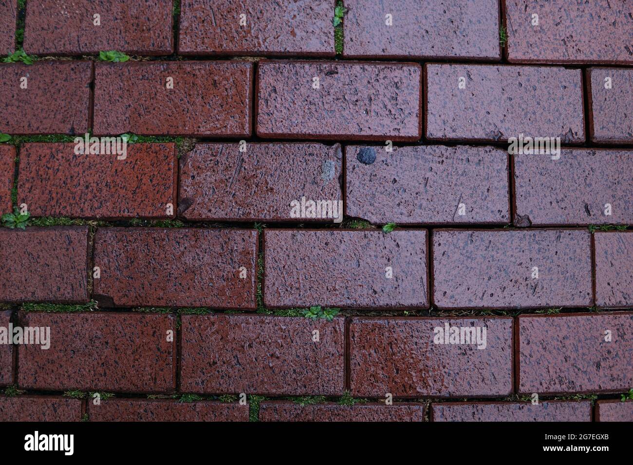 Overhead shot of a red-brick tiled ground with small green leaves ...