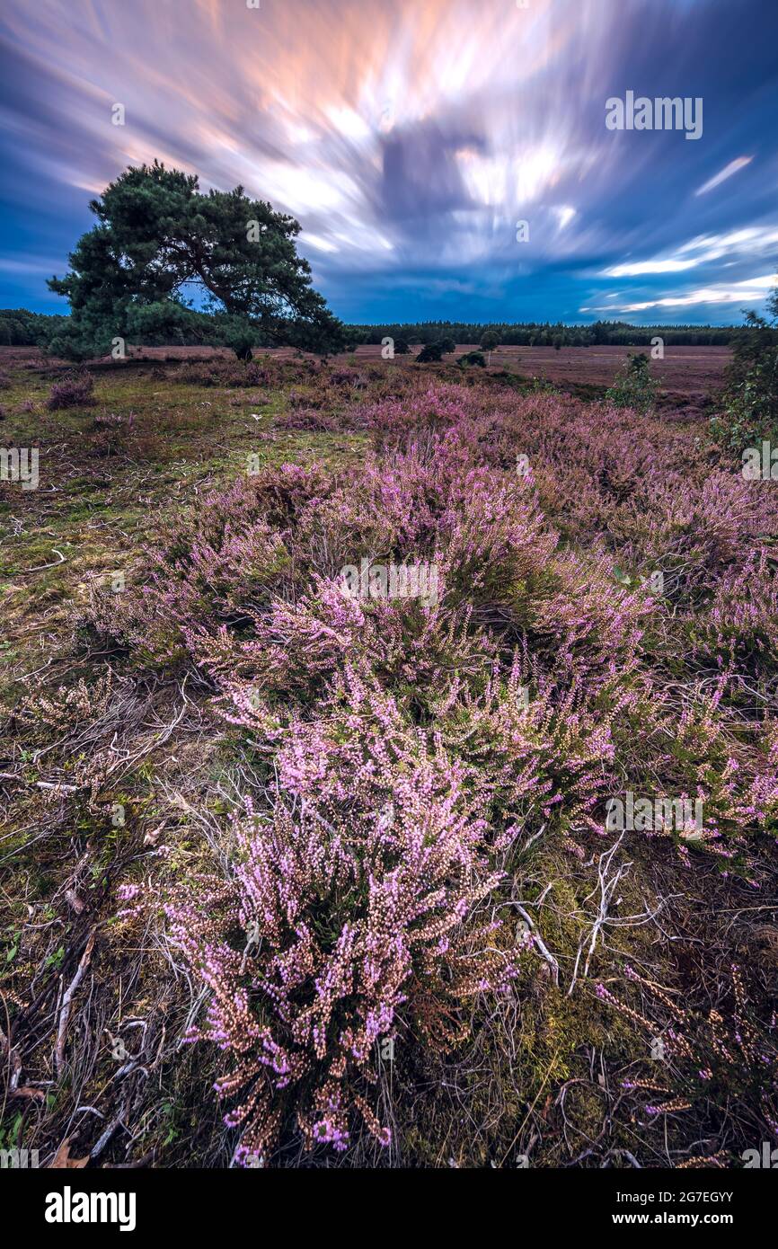 Autumnal landscape in the Dutch countryside with flowering heather ...