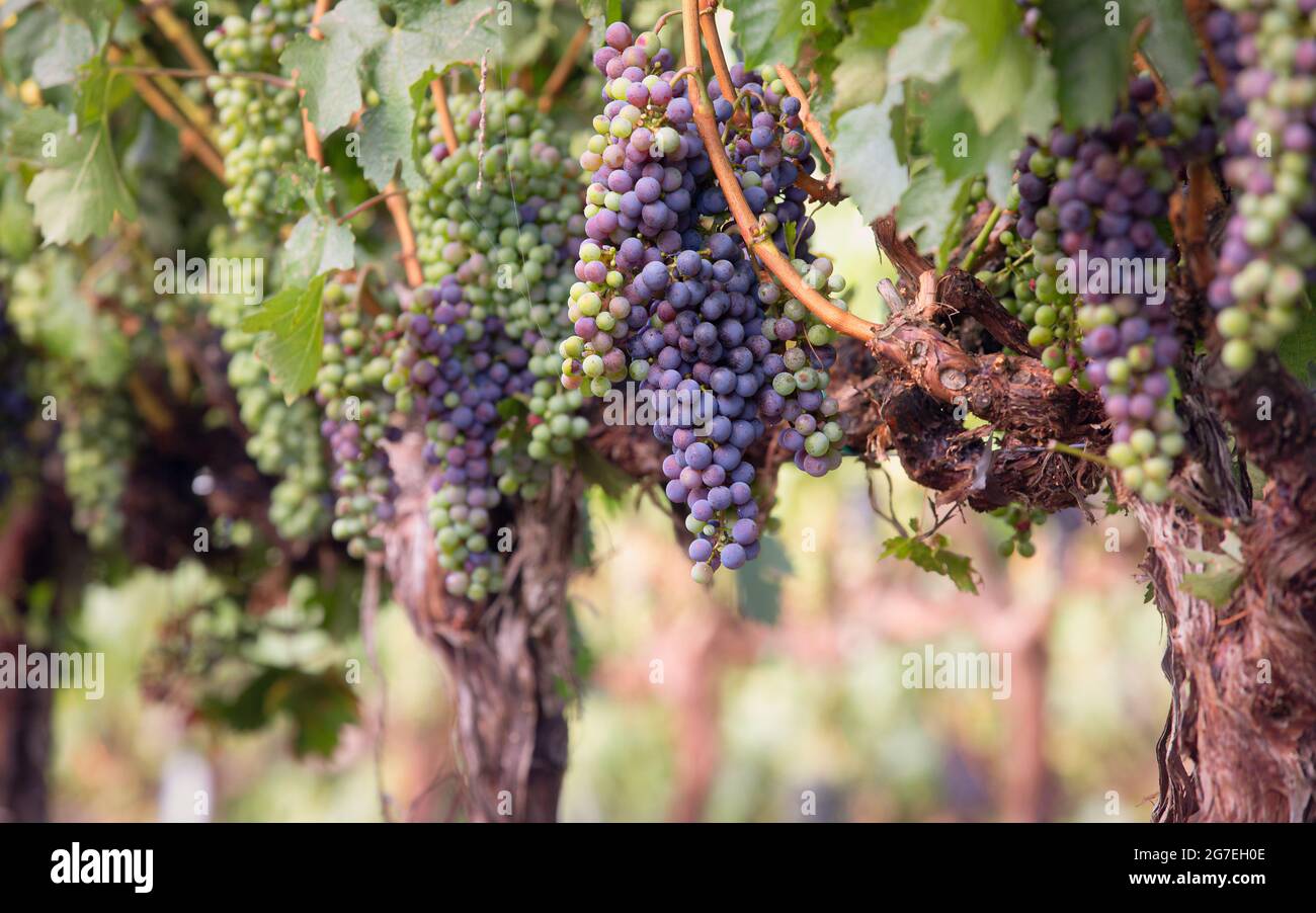 Delicious grapes growing on vines in a vineyard under the sunlight with ...