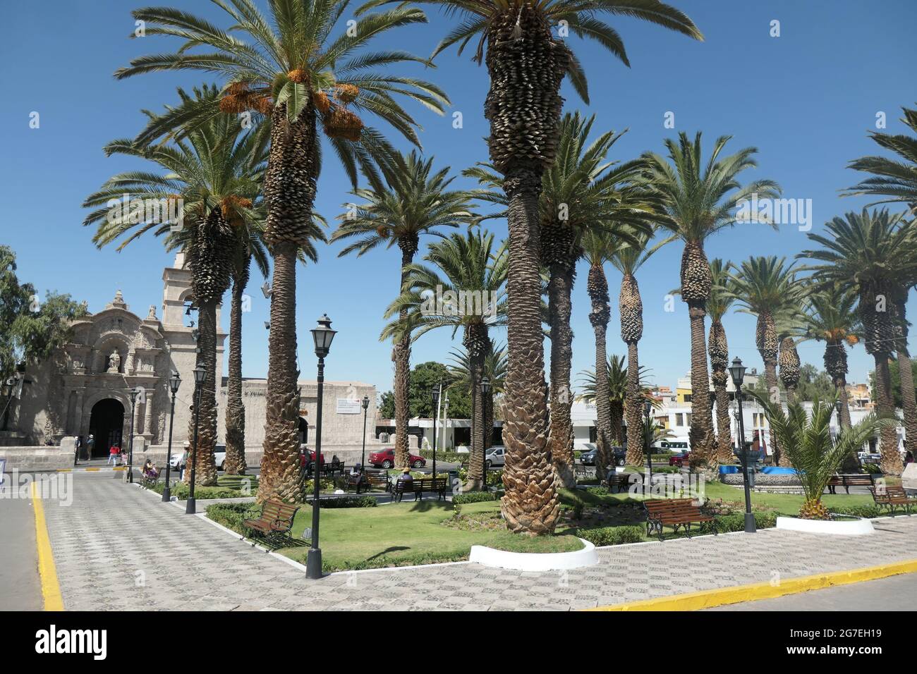 Palm trees in Arequipa Peru Stock Photo - Alamy