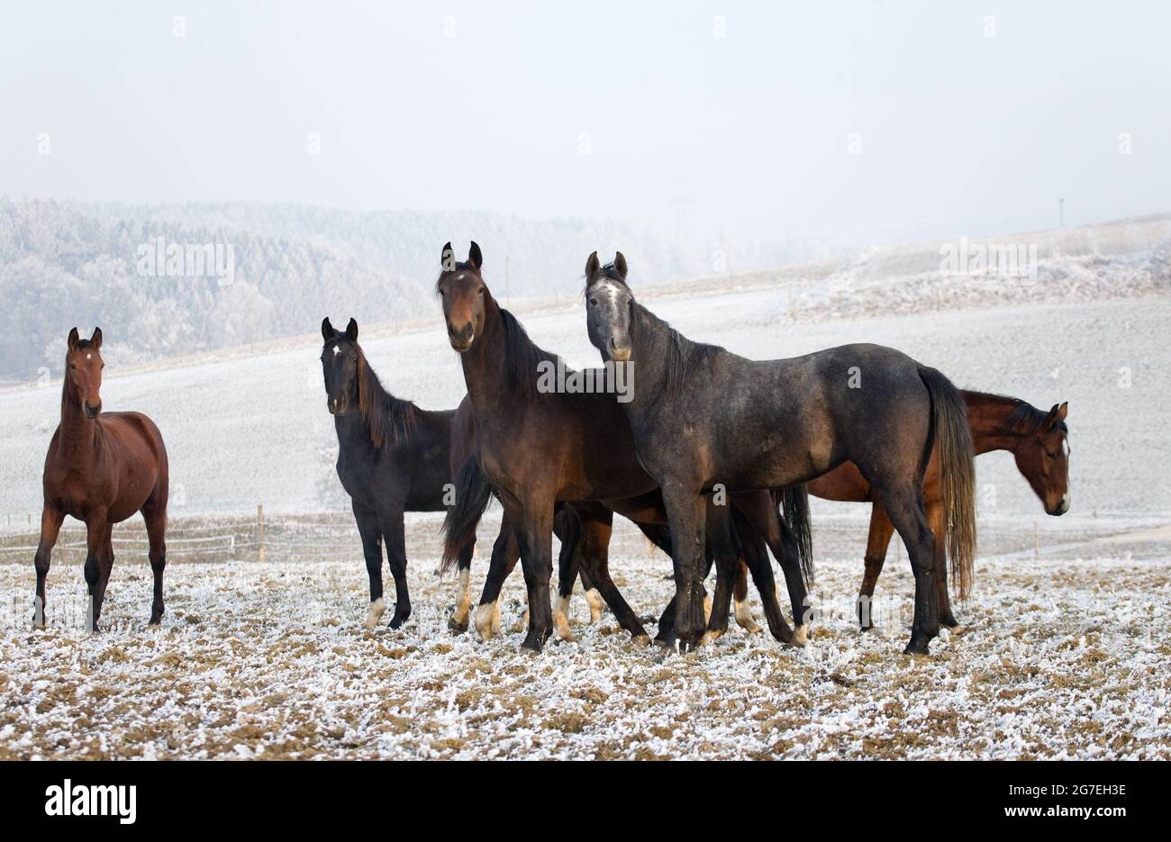 Five horses in a winter landscape Stock Photo - Alamy