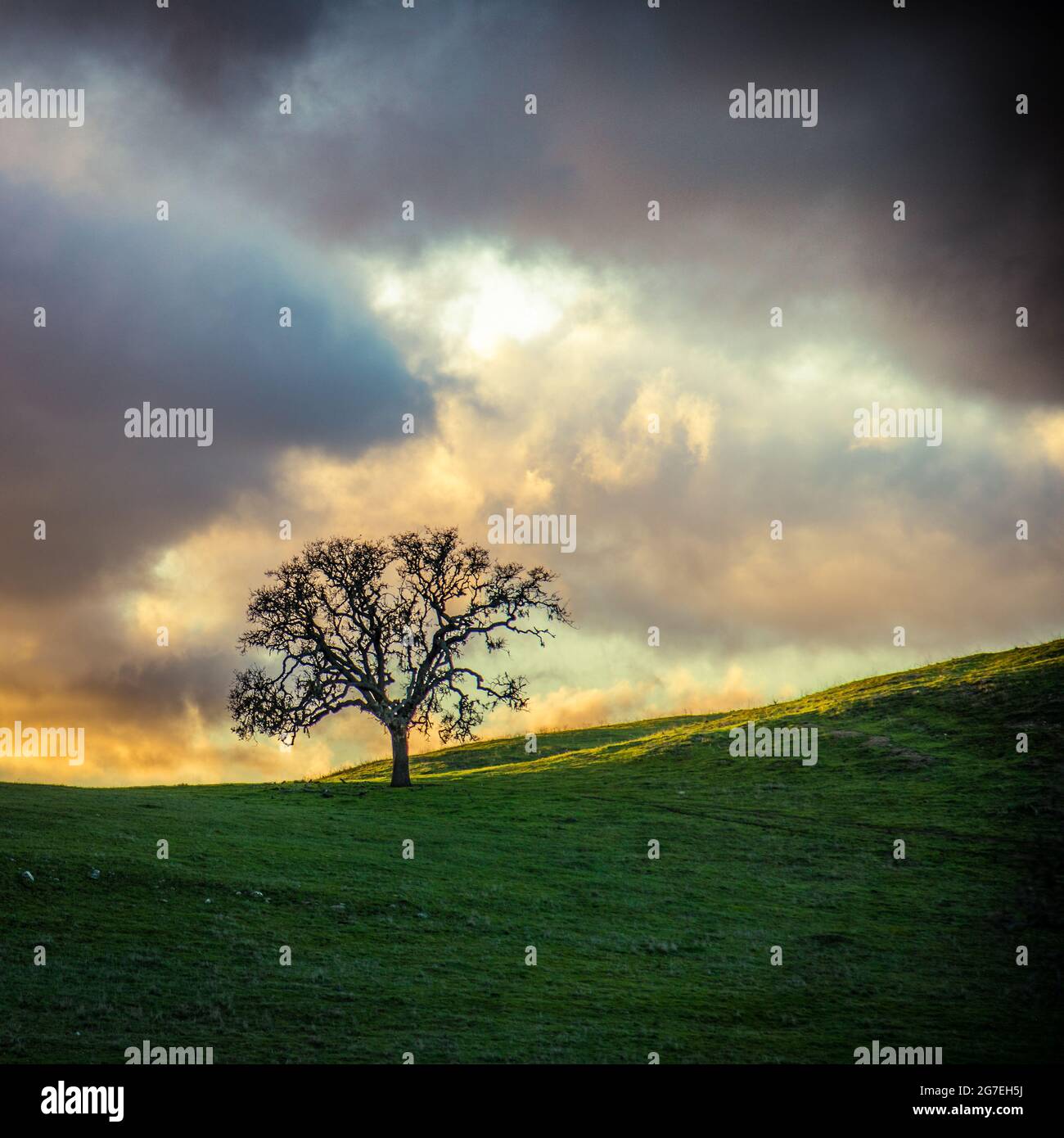 Lonely tree in a field covered in the grass under a cloudy sky during ...