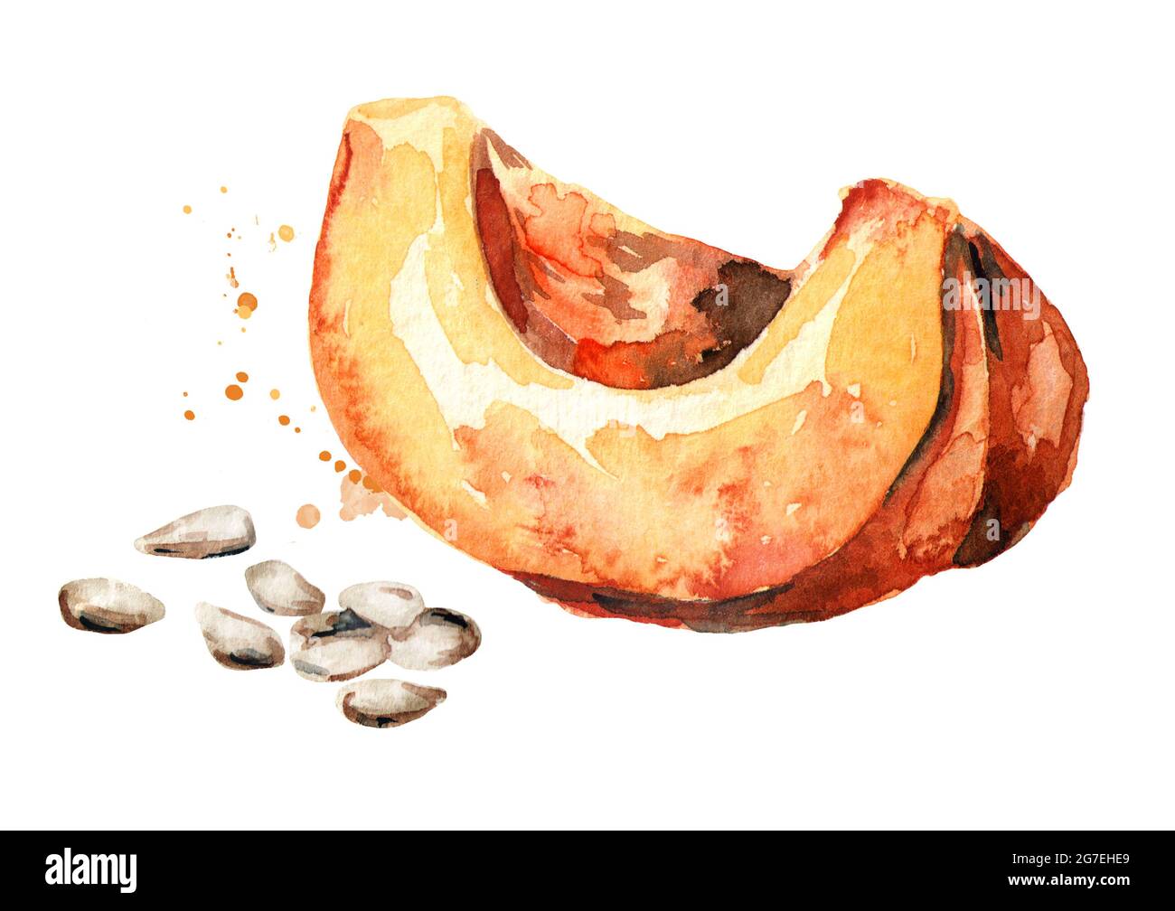 Piece of pumpkin with seeds. Watercolor hand-drawn illustration Stock ...