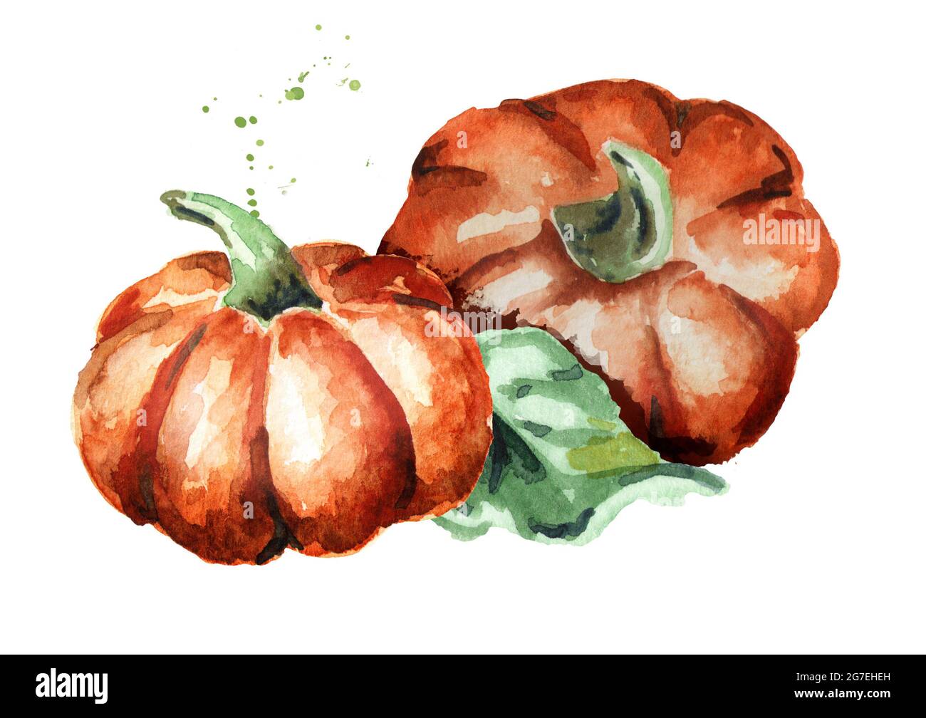 Big pumpkins. Watercolor hand-drawn illustration Stock Photo - Alamy