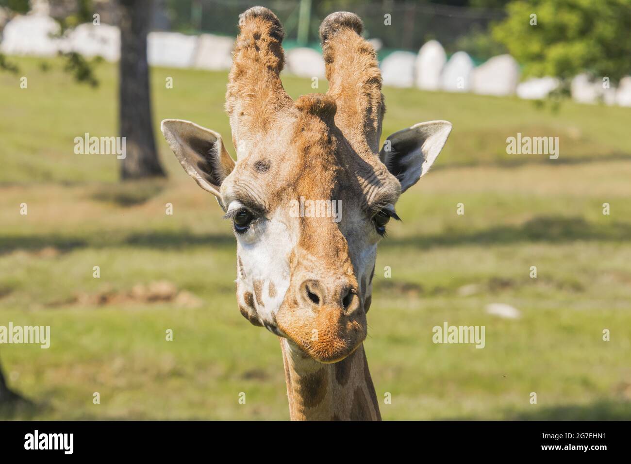Giraffe in a wildlife reserve in Italy Stock Photo - Alamy