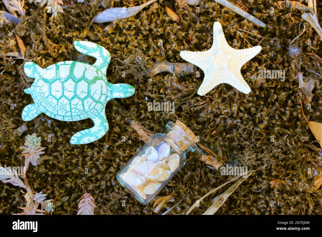 Turtle Shell Top View High Resolution Stock Photography and Images - Alamy