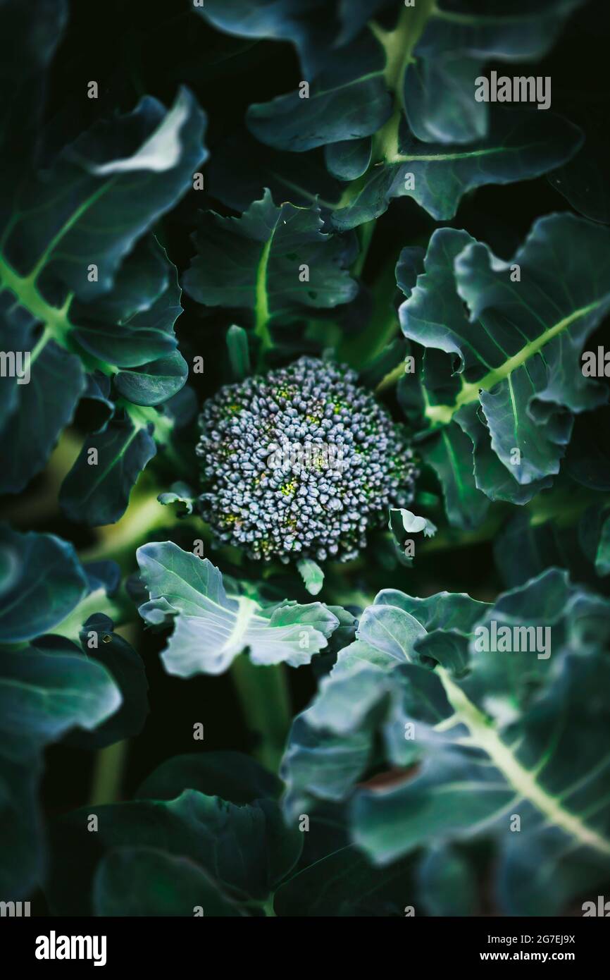 Broccoli crown growing in the garden Stock Photo - Alamy