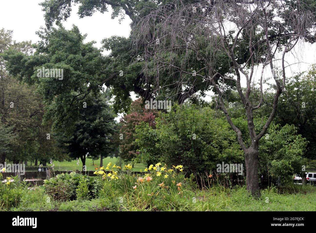 The Bronx, New York, NY, USA, 13th. July, 2021. Flowers and trees in ...