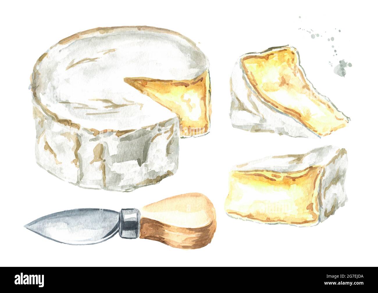 Brie type of cheese. Ripe Camembert, white mould Italian, French cheese ...