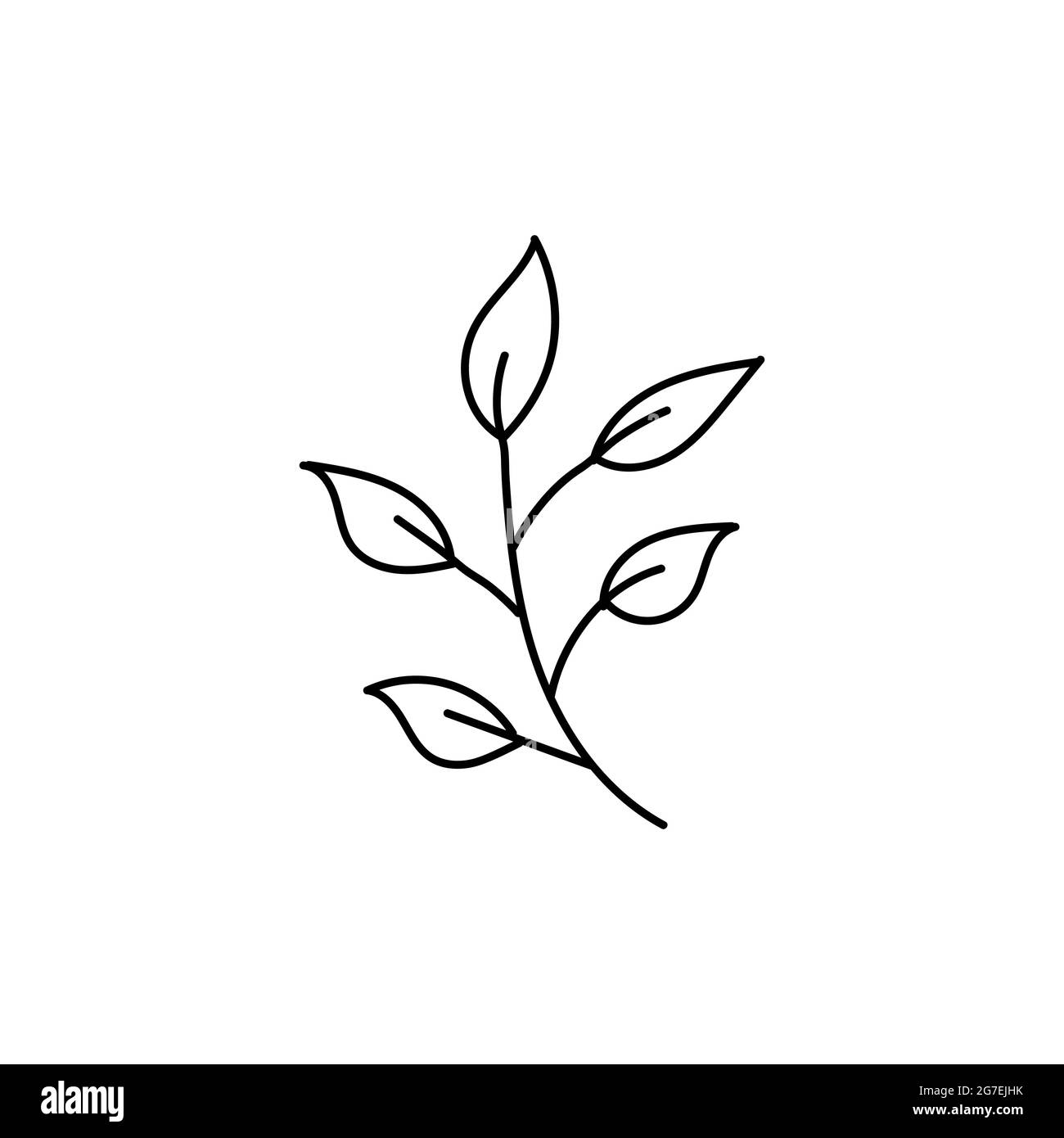Botanical hand drawn line Stock Vector Images - Alamy