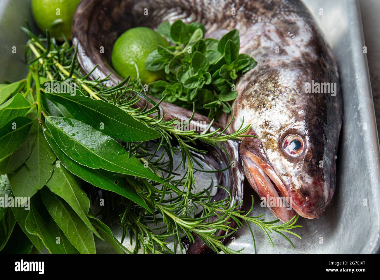 Pacific eel fish congrio with fragant herbs and lemon Stock Photo - Alamy