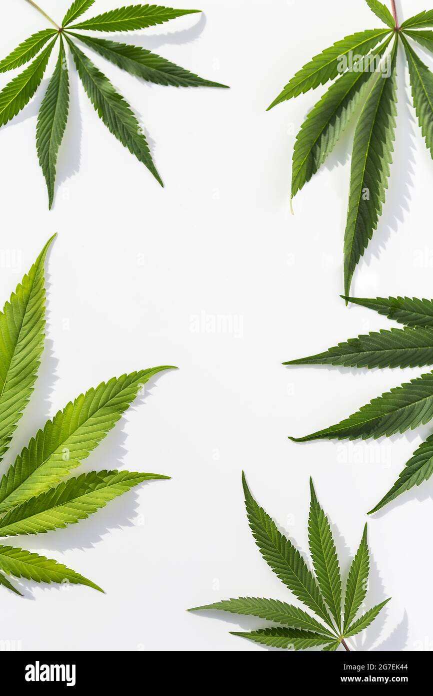 Green Marijuana plants on isolated white background Stock Photo - Alamy