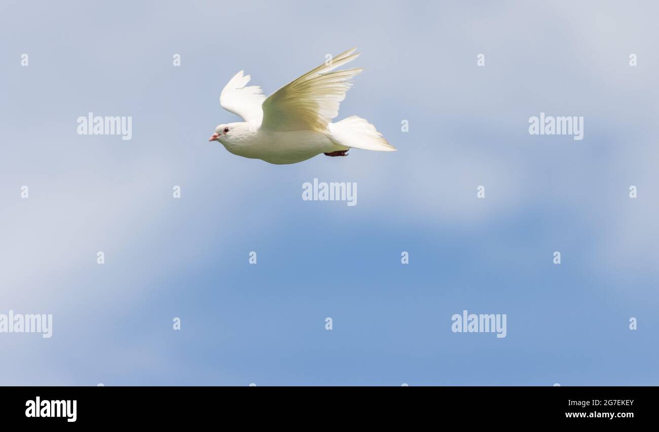 Bird flying in a blue sky Stock Photo - Alamy