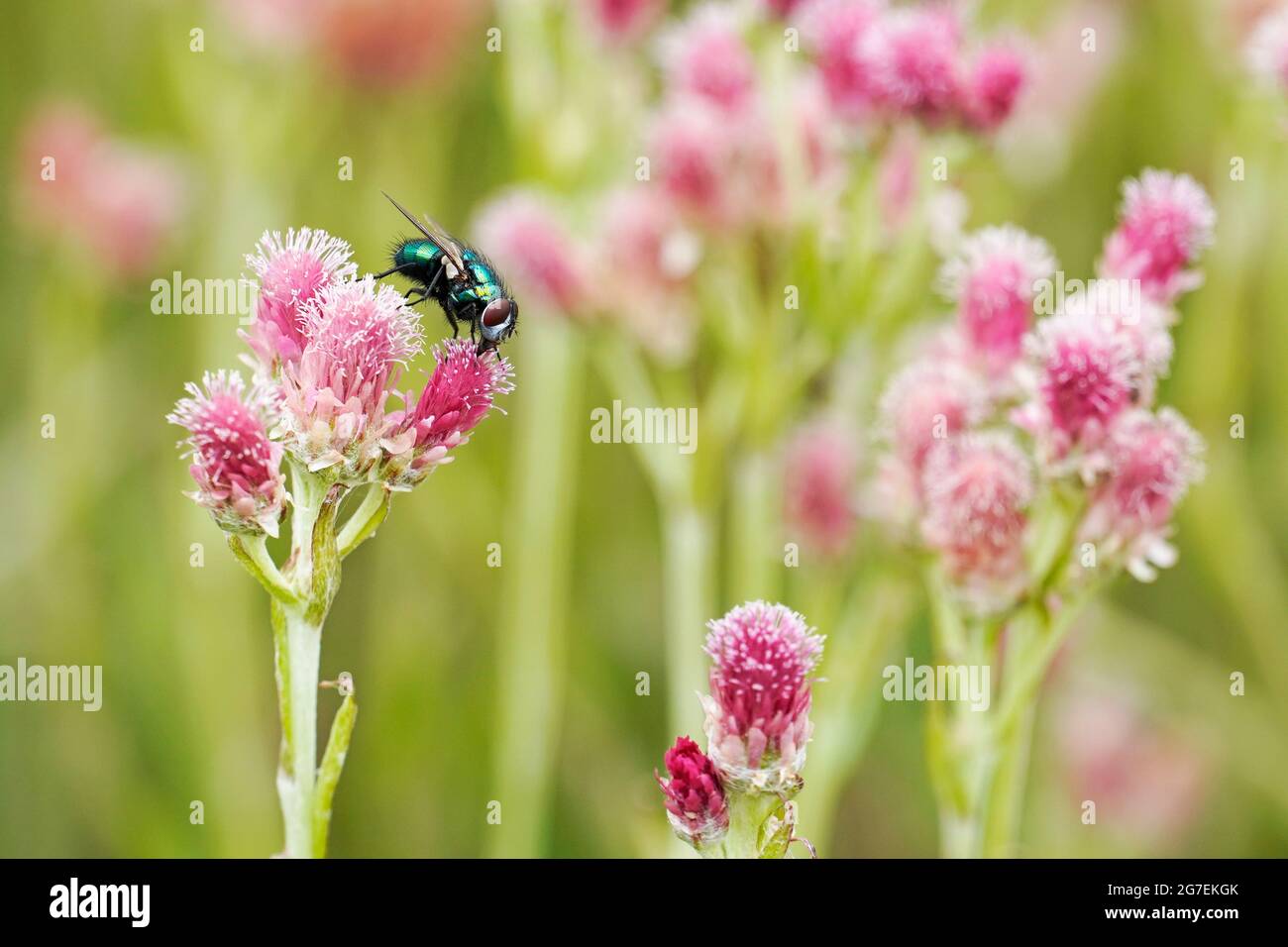 A green fly collects nectar on a pink flower. Insect in the wild Stock ...