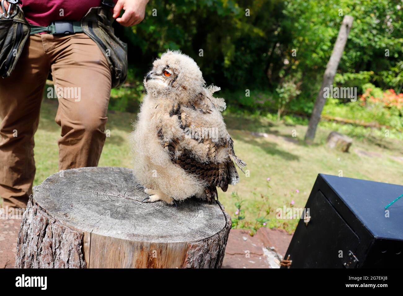 Owl display hi-res stock photography and images - Alamy