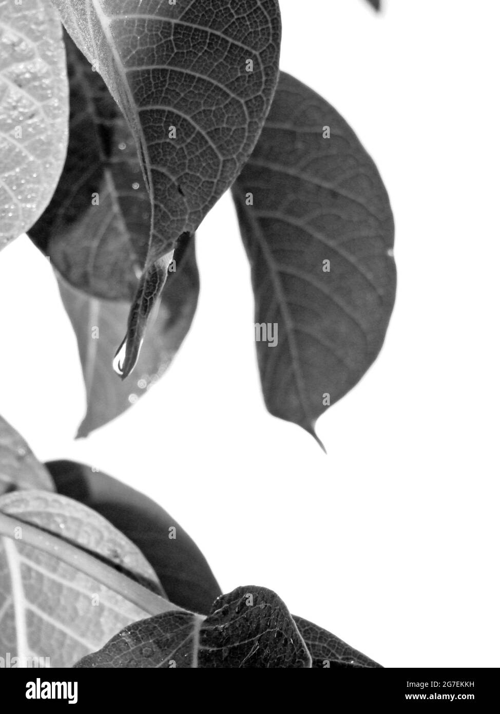 Grayscale shot of leaves against a white background Stock Photo - Alamy