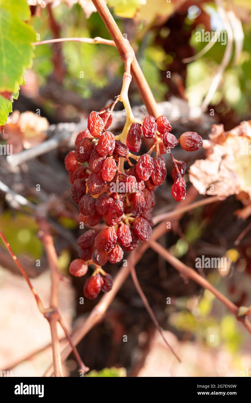 Bunch of sun muscat grapes drying on the vine in an Australian vineyard ...