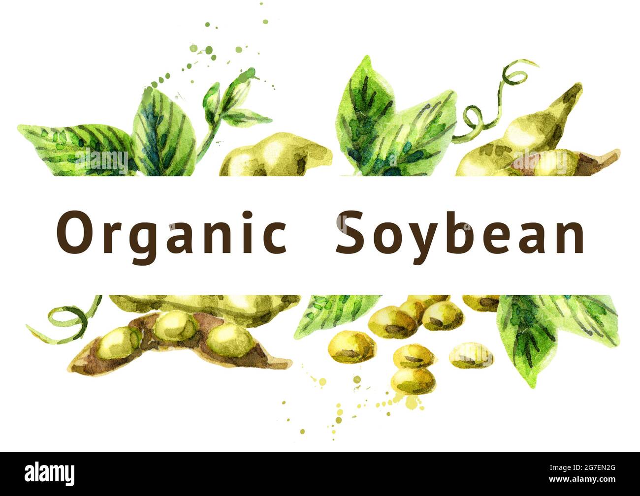 Organic Soybean background. Watercolor hand drawn illustration Stock ...