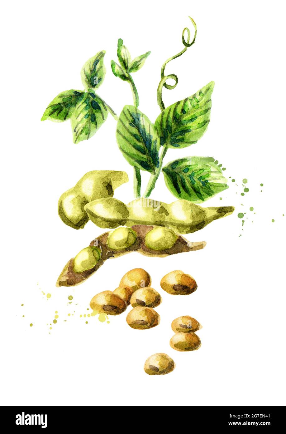 Soybeans vertical composition. Watercolor hand drawn illustration Stock ...