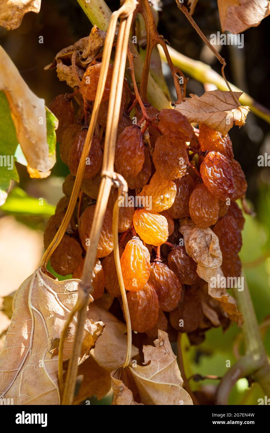 Bunch of trelliis dried sun muscat grapes on a grape vine Stock Photo ...