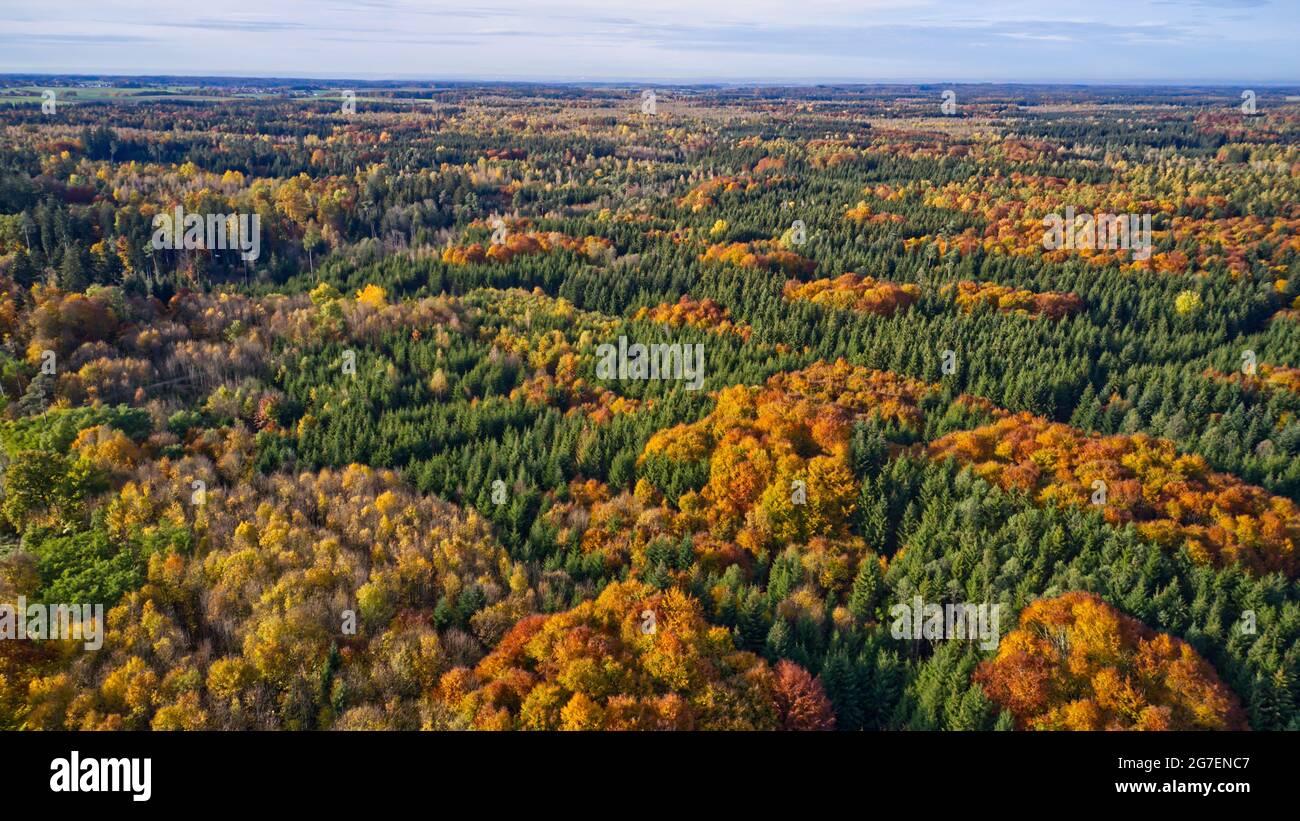 Aerial view of dense forest in fall Stock Photo - Alamy