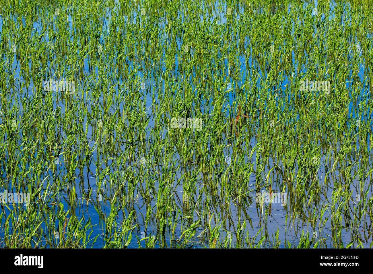 Agriculture rice paddy irrigation water hi-res stock photography and ...