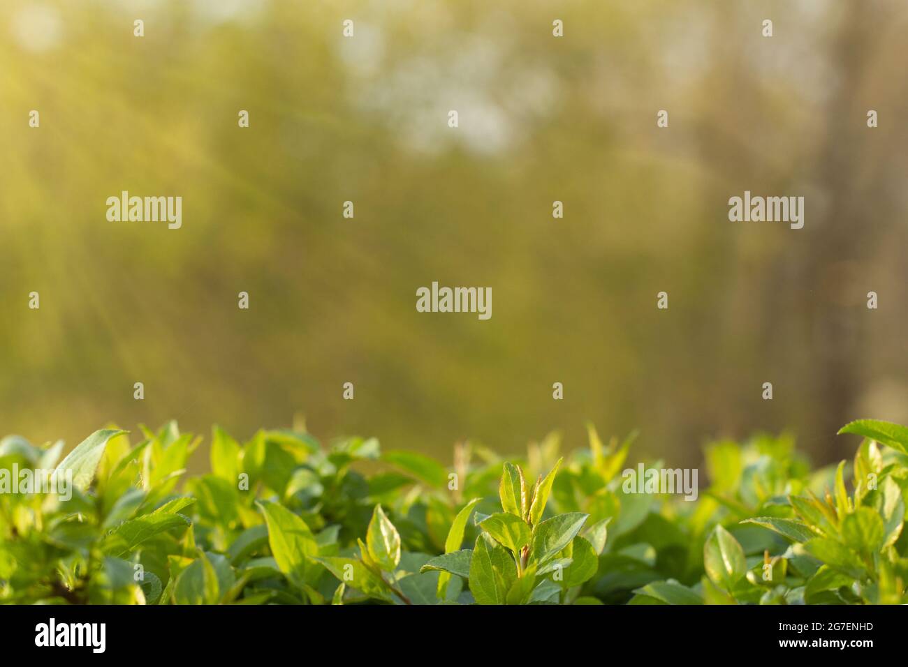 Young spring sprouts in the rays of the spring sun. Background with ...