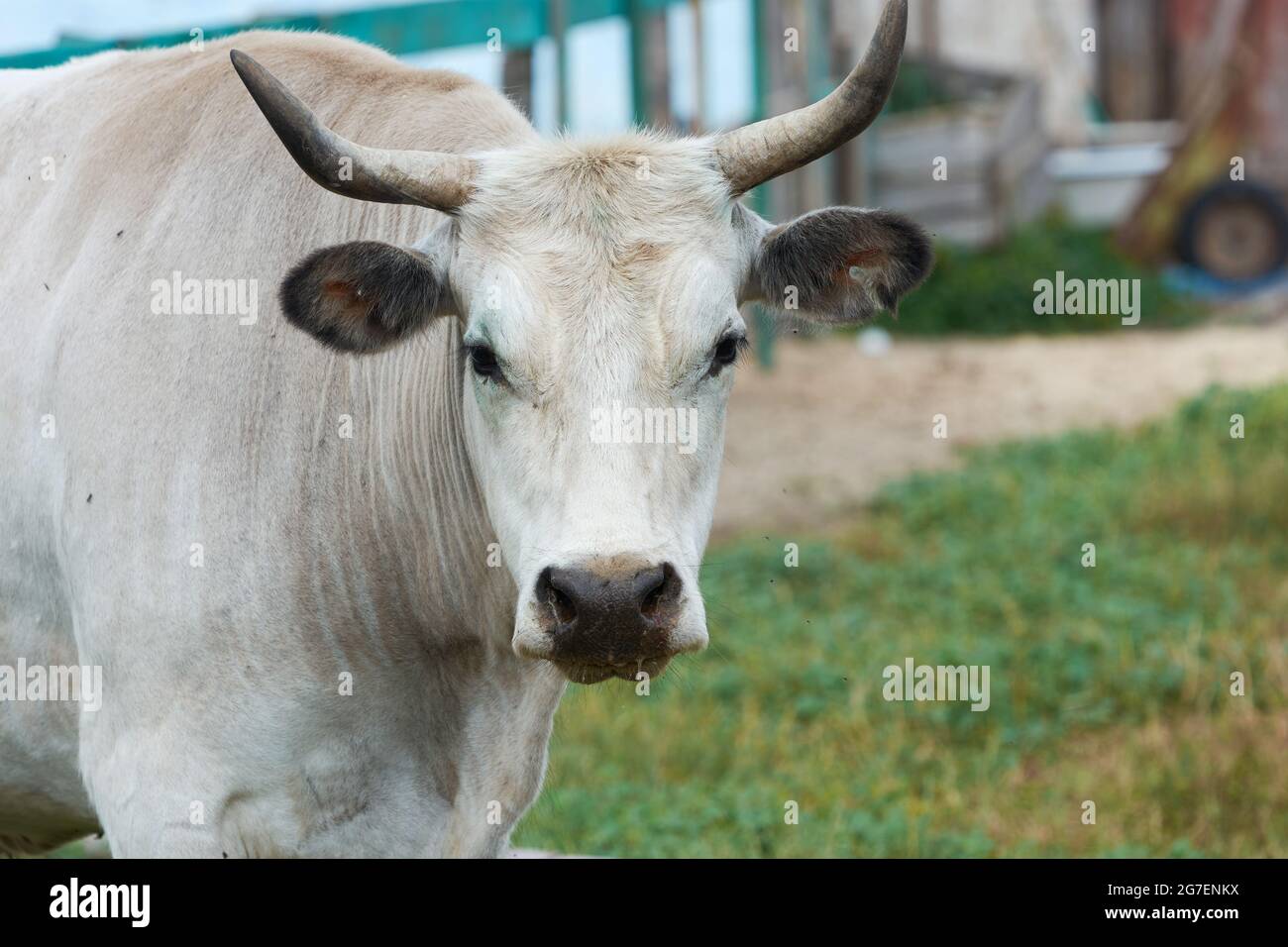 Gray Ukrainian cattle - a breed of cattle of meat and dairy direction ...