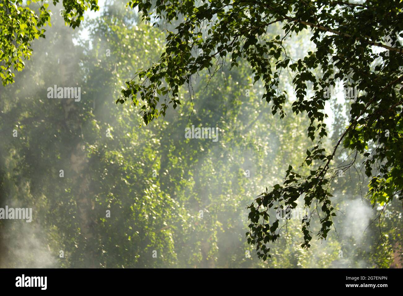 Smoke from forest fires against the background of the trees survived ...