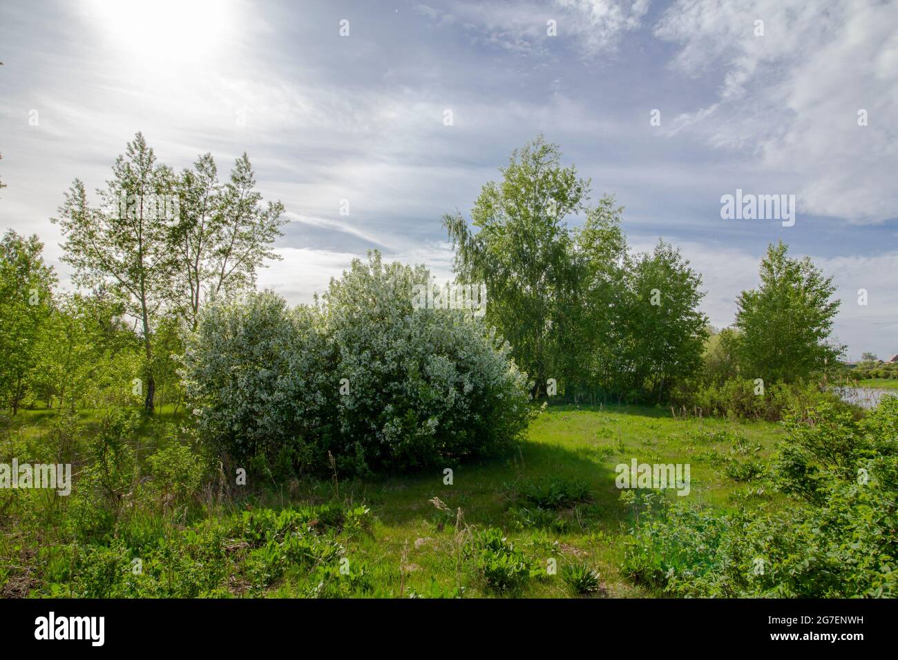 Gooseberry bush wild hi-res stock photography and images - Alamy