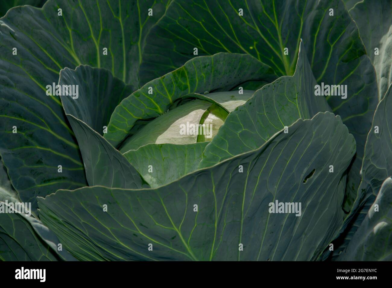White cabbage growing on a farm field. Natural organic food concept ...
