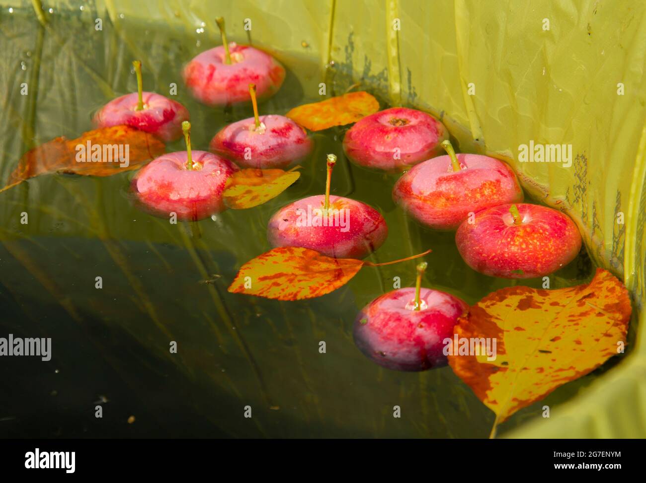 Superfluit hi-res stock photography and images - Alamy