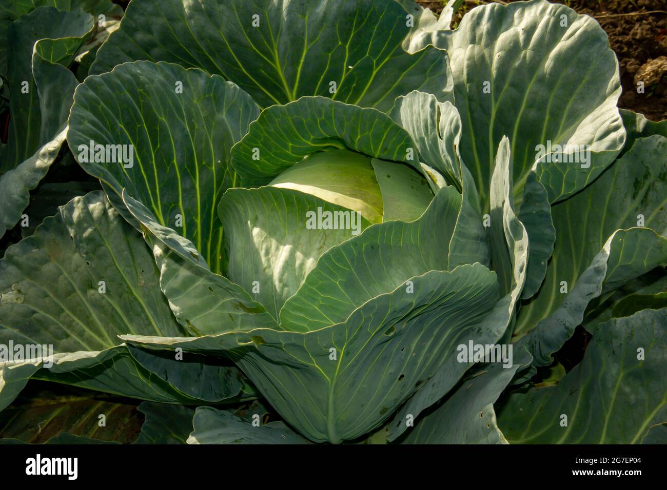 White cabbage head growing on a farm field. Natural organic food ...